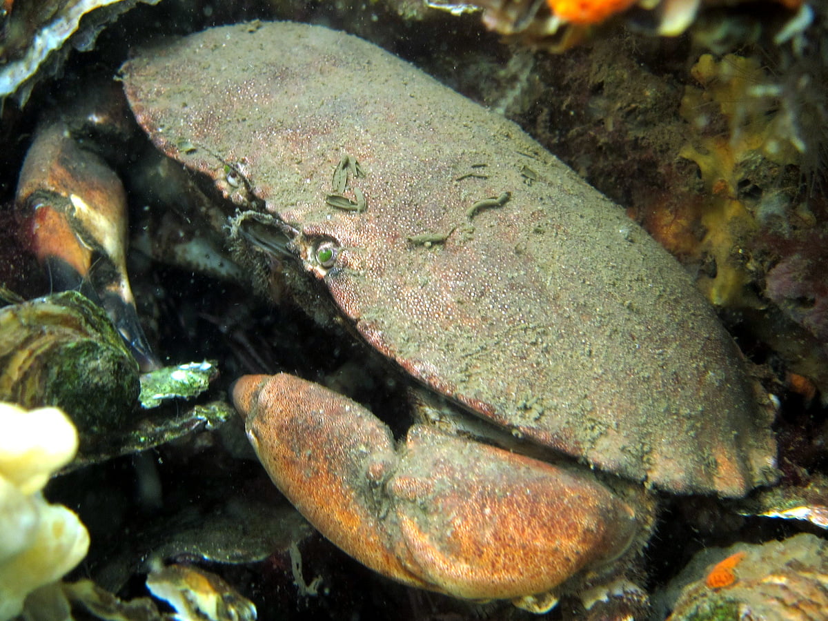 Waarom duiken in Nederland? – Duikteam Lagosta